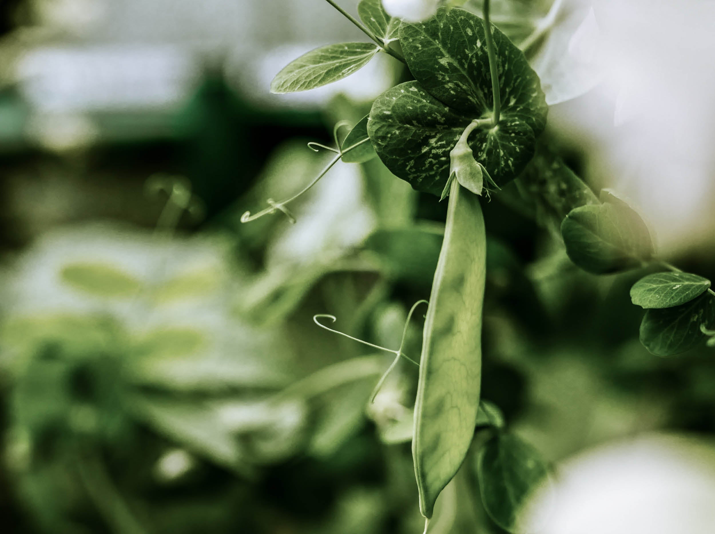 Faba Bean Protein Isolate (Australia) | Inca Organics Ingredients