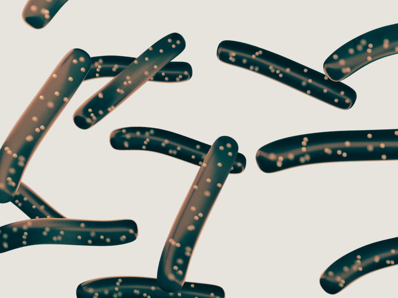 Probiotics Bacillus Coagulans | Inca Organics Ingredients